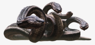 Snake Monster Concept Art PNG Image | Transparent PNG Free Download on ...