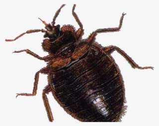Beetle Png Transparent Images - Bed Bugs PNG Image | Transparent PNG ...