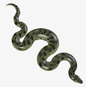 Free Png Anaconda Png Images Transparent - Portable Network Graphics ...