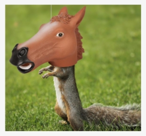 Squirrel Head Png - Squirrel Face Clip Art PNG Image | Transparent PNG ...