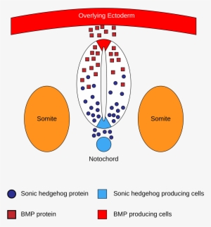 Open - Lumen Of Neural Tube PNG Image | Transparent PNG Free Download ...