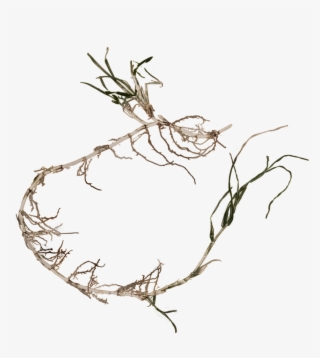 Root Png - Stock Photography PNG Image | Transparent PNG Free Download ...