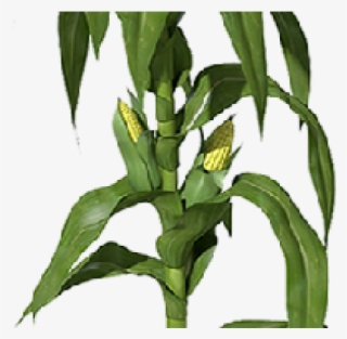 Corn Stalk Png - Transparent Corn Stalks Png PNG Image | Transparent ...