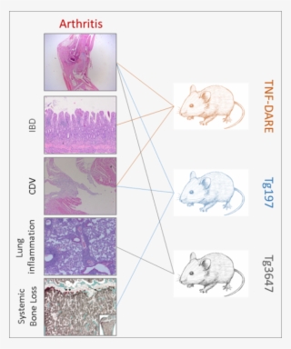 Complex Mouse Disease Models Developing Comorbidities - Rat PNG Image ...