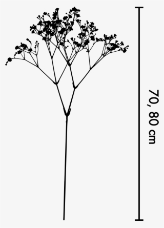 Angelica Transparent - Transparency PNG Image | Transparent PNG Free ...