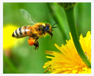 Bee Flower Mix Seedmat - Honey Bee Kansas PNG Image | Transparent PNG ...