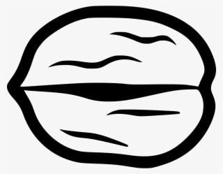 Eastern Black Walnut Drawing English Walnut Computer - Walnut Drawing ...