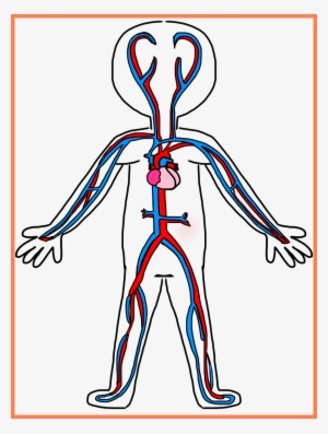 Transparent Background - Circulatory System No Background PNG Image ...