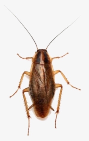 German Cockroach - Types Of Beetles PNG Image | Transparent PNG Free ...