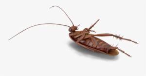 Cockroach Png File Download Free - Mosquito PNG Image | Transparent PNG ...