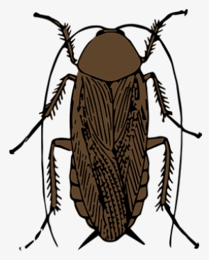 Malaysian Cockroach PNG Image | Transparent PNG Free Download on SeekPNG