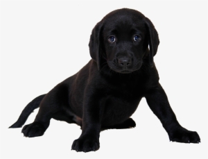 Black Lab Png - Black Lab Puppy White Background PNG Image ...