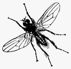 Fly Line Drawing At Getdrawings - Clip Art Image Of Insect PNG Image ...