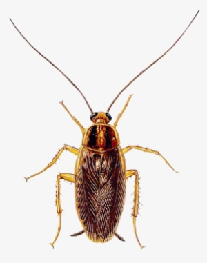 A1 Exterminators German Cockroach Control Pest Control - Cockroach PNG ...