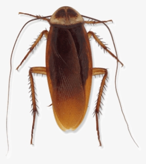 American Cockroach - Ohio PNG Image | Transparent PNG Free Download on ...