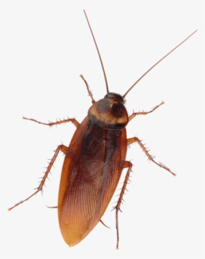 Malaysian Cockroach PNG Image | Transparent PNG Free Download on SeekPNG