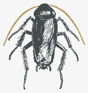 Sketch-cockroach - Cockroach Sketch PNG Image | Transparent PNG Free ...