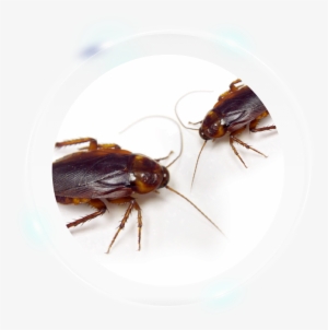 Malaysian Cockroach PNG Image | Transparent PNG Free Download on SeekPNG