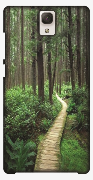 Old-growth Forest PNG Image | Transparent PNG Free Download on SeekPNG