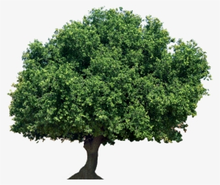 Alon1 - Single Tree PNG Image | Transparent PNG Free Download on SeekPNG