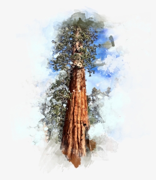Forte Designs Sequoia Tree - Sequoia Tree Transparent Background PNG ...