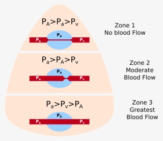 Zones Of Pulmonary Blood Flow - Blood Flow Distribution In The Lung PNG ...