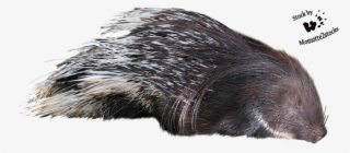 Porcupine Png PNG Image | Transparent PNG Free Download on SeekPNG