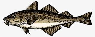 Atlantic Cod - Illustration PNG Image | Transparent PNG Free Download ...