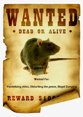 Rats Wanted Poster - Wanted Rat PNG Image | Transparent PNG Free ...