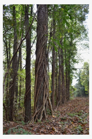 Tree Vines In Forest Png Stock By - Png Transparent Forest Background ...