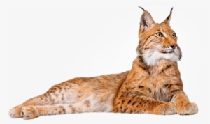 Lynx Png Picture - Transparent Lynx Png PNG Image | Transparent PNG ...
