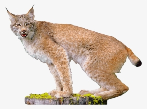 Lynx Png PNG Image | Transparent PNG Free Download on SeekPNG