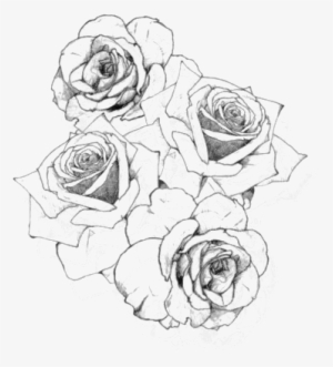 Tumblr Roses Drawing