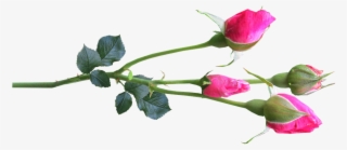 Transparent Rose With Buds Transparent Background - Beautiful Flowers ...