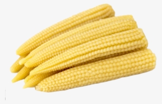 Baby Corn - Baby Corn Thailand PNG Image | Transparent PNG Free ...
