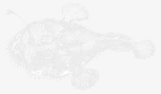 Monkfish - Marine Biology PNG Image | Transparent PNG Free Download on ...