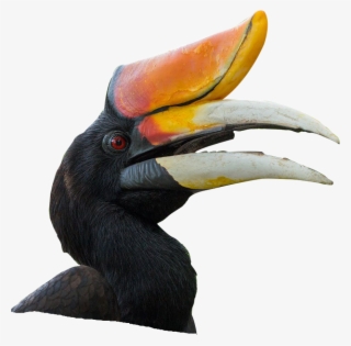 Hornbill PNG Image | Transparent PNG Free Download on SeekPNG