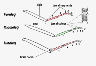 Segment Leg - Diagram PNG Image | Transparent PNG Free Download on SeekPNG