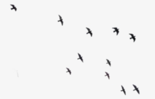 Ftestickers Sticker - Flock PNG Image | Transparent PNG Free Download ...