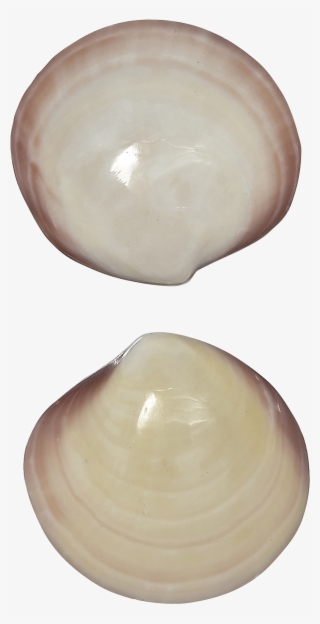 Baltic Clam PNG Image | Transparent PNG Free Download on SeekPNG