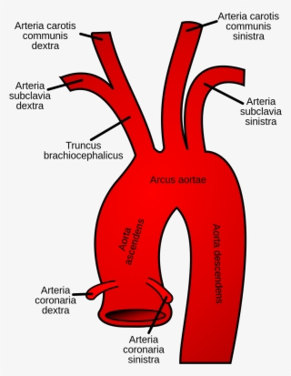 Aorta Blood Flow PNG Image | Transparent PNG Free Download on SeekPNG