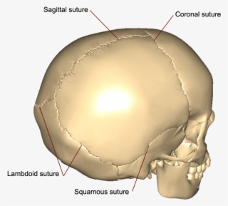 11 The Cranial Sutures - Skull Coronal Suture PNG Image | Transparent ...