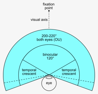Fov Both Eyes - Binocular Field Of View Humans PNG Image | Transparent ...