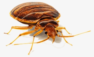 Free Png Download Bed Bug Front View Png Images Background - Bed Bugs ...