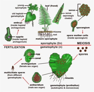Moss Cycle - Fern Life Cycle Sorus PNG Image | Transparent PNG Free ...