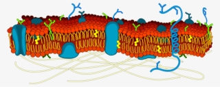 Cell Membrane Detailed Diagram Blank - Cell Membrane Color Coded PNG ...
