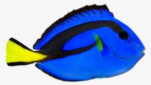 Regal Blue Tang - Blue Tang Fish Transparent PNG Image | Transparent ...