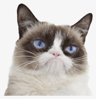 Smug Cat Meme Transparent PNG Image | Transparent PNG Free Download on ...