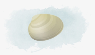 Clams - Baltic Clam PNG Image | Transparent PNG Free Download on SeekPNG