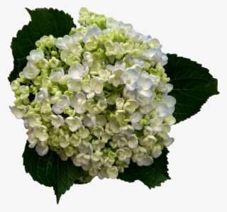 Hydrangea Popcorn Select - Hydrangea Serrata PNG Image | Transparent ...